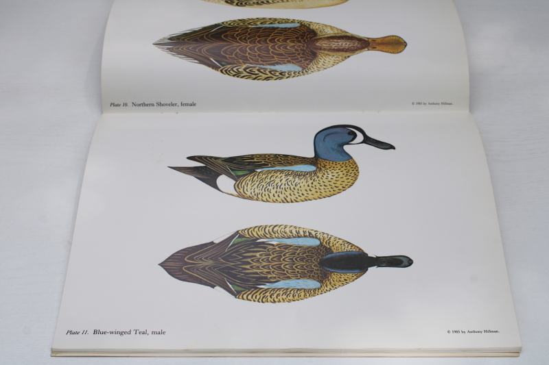 Painting Duck Decoys vintage Dover book w/ full color plates nice for ...